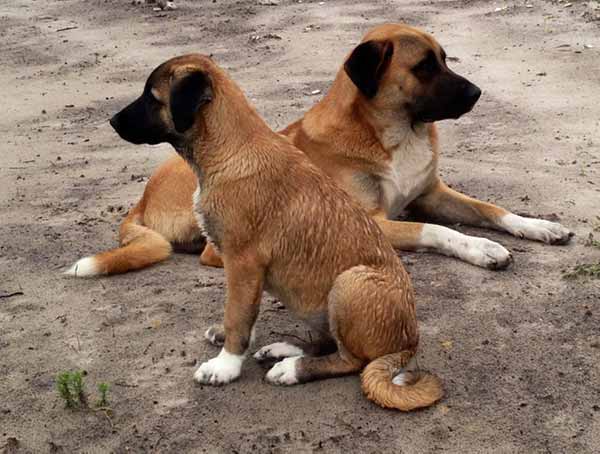 Greater Fort Myers Dog Club • Dedicated to Loving Dogs & Dog Lovers